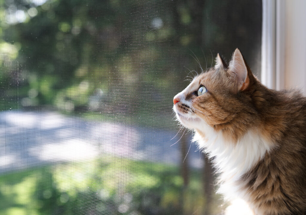 Pet Proof Screens & Accessories | Screenmobile