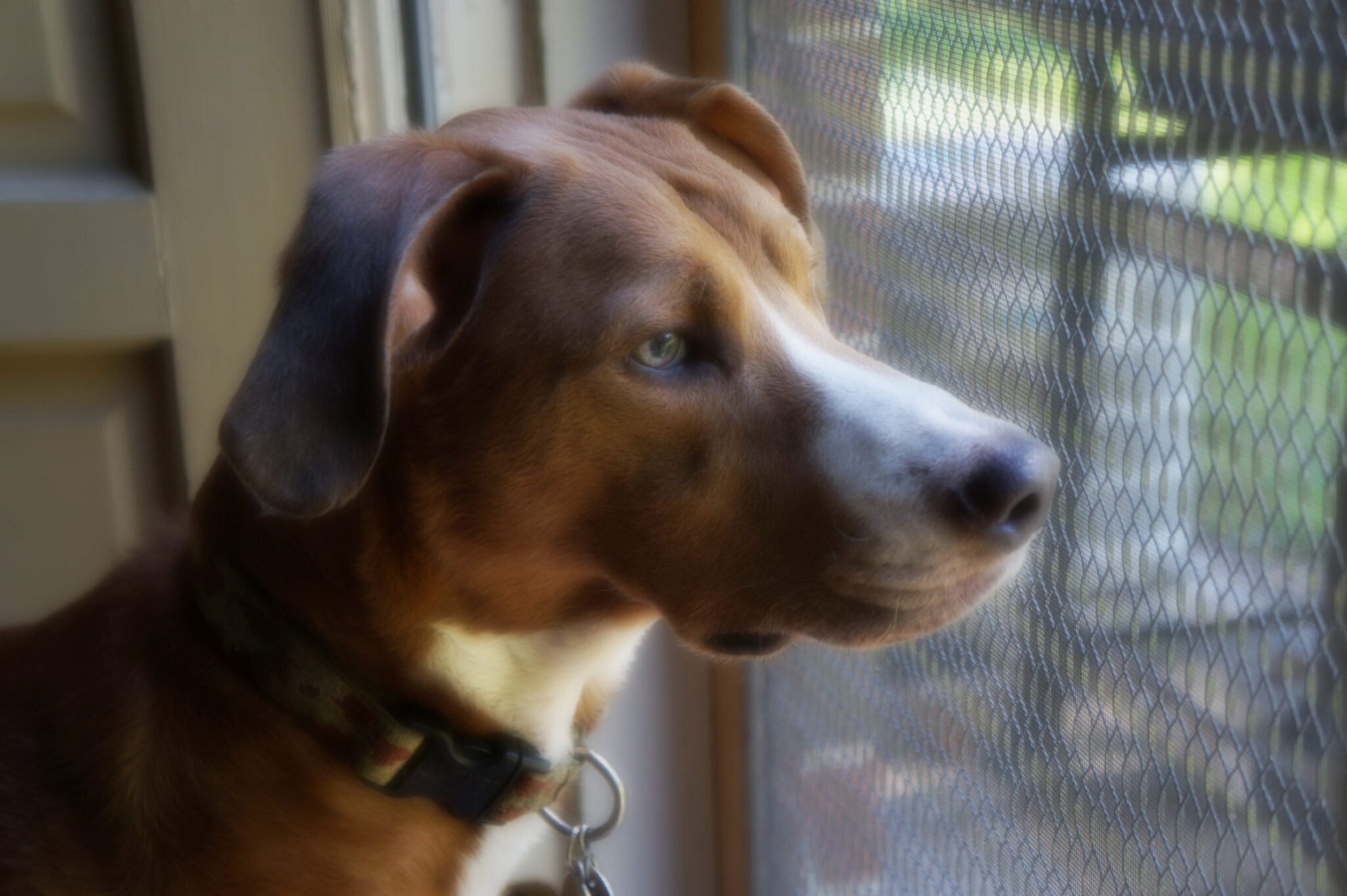 Pet Proof Screens & Accessories | Screenmobile